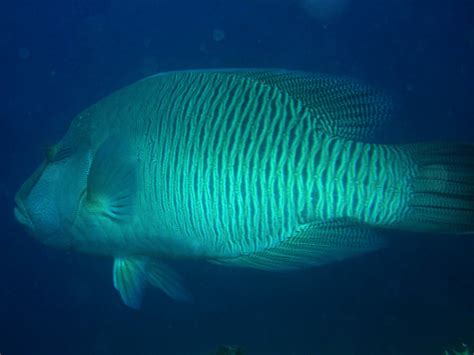 メガネモチノウオ 2018 05 26 WEB魚図鑑