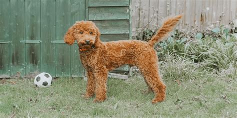 Puppy Cut Cockapoo