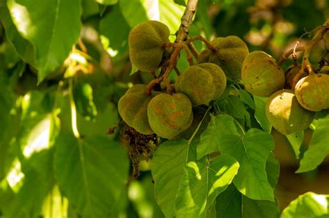 Premium Photo Kemiri Sunan Reutealis Trisperma A Plant That Has Potential As A Raw Material