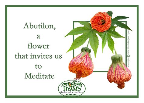 Abutilon Indian Mallow Chinese Lantern Flowering Maple