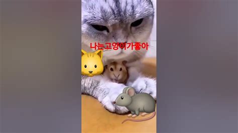 고양이가엄마 Youtube
