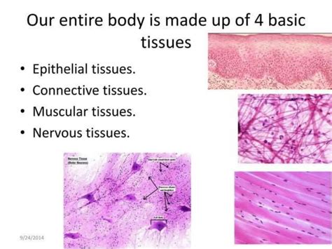 Histology Of Epithelial And Connective Tissuepptx
