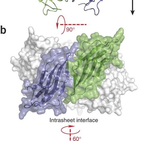 Solvent Accessible Surface And Ribbon Representations Of The 2m Download Scientific Diagram