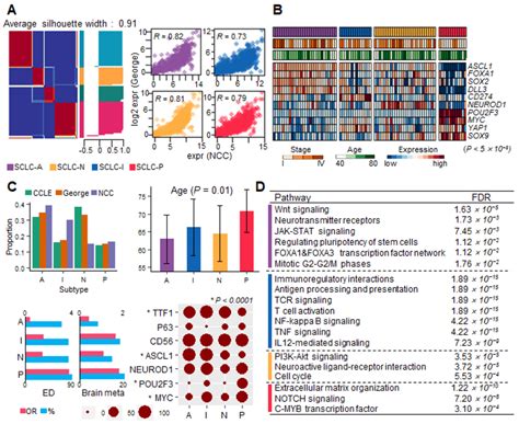 Sclc Molecular Subtype Classification The Four Subtypes Are Denoted By