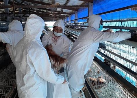 養殖場檢出h5n2禽流感 撲殺銷毀近36萬隻雞｜即時新聞｜兩岸｜oncc東網