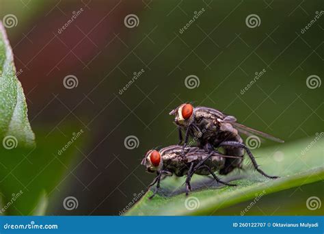 Flies Couple Making Love On The Green Leaf Stock Image Image Of Feed