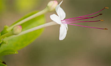 Scholarly Digital Storytelling Reimagining Academic Research And Scholarly Communication