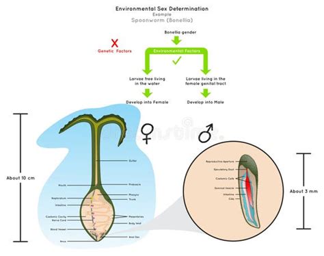 Diagrama De Infografía De Determinación De Sexo Ambiental Ilustración