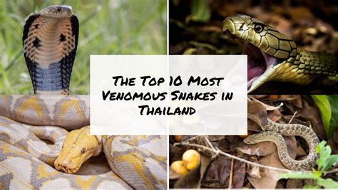 The Top 10 Most Venomous Snakes In Thailand