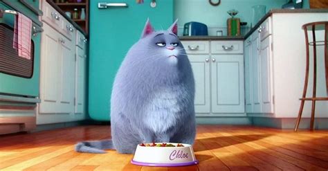Help Us What Color Is Chloe The Cat From The Secret Life Of Pets