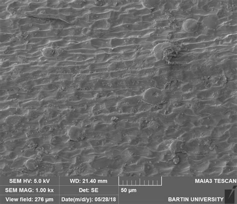 Sem Image Of Surface Ornamentation Download Scientific Diagram