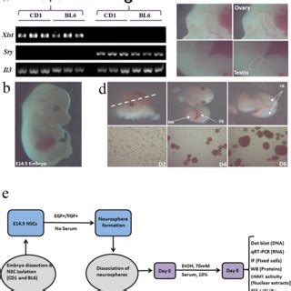 Sex Determination In Neural Stem Cells NSC Embryonic Dissection NSC Download Scientific