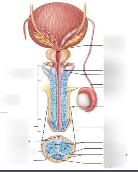 Anatomy Of A Male Reproductive Organ Diagram Quizlet