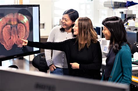 Allen Institute Maps Out A High Resolution Org Chart For Connections In The Brain Geekwire