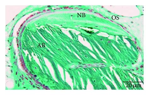 Bone Regeneration In A Rabbit Critical Size Mandibular Defect Model Download Scientific Diagram