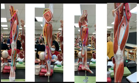 Muscles Lab Exam 2 Diagram Quizlet