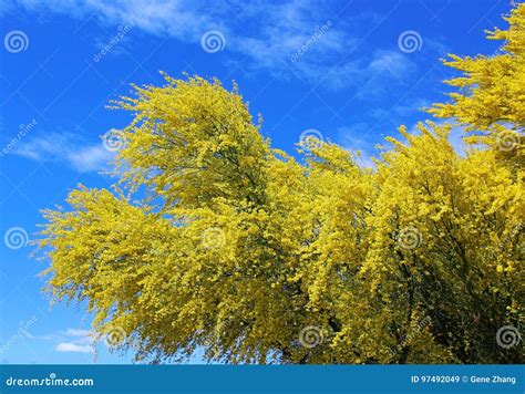 Palo Verde The State Tree Of Arizona Stock Image Image Of Flowering National 97492049