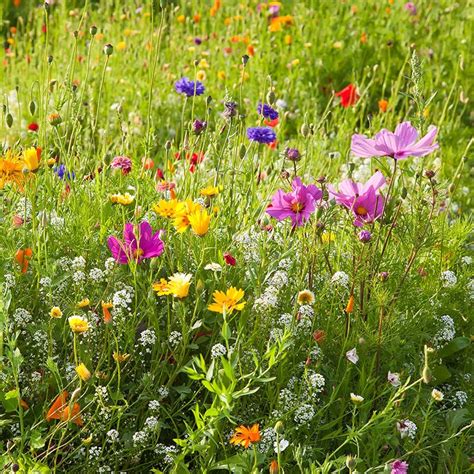 Meadow Wildflowers