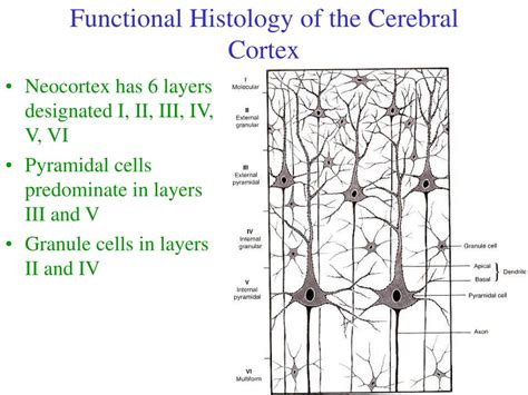 Cerebral Cortex Histology Layers