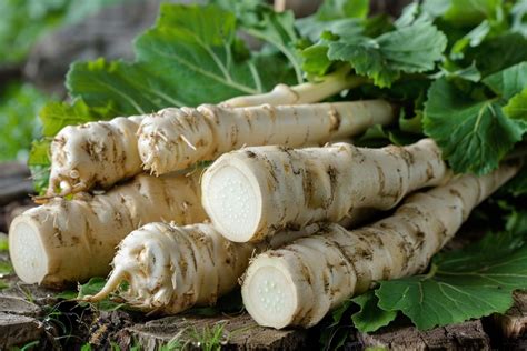 Chrzan Uprawa I Pielęgnacja Karmasz Pl