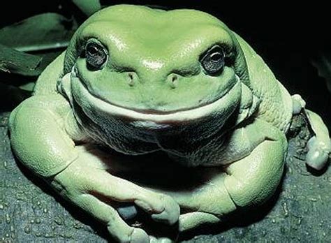 Australian Green Tree Frog The Dumpy Calm Frog