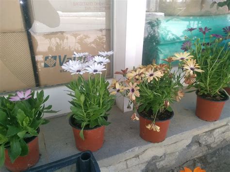 6 αξιολογήσεις για ΚΟΚΟΔΡΟΥΛΗΣ ΣΩΚΡΑΤΗΣ Κατάστημα εργαλείων στην Μοίρες Κρήτη