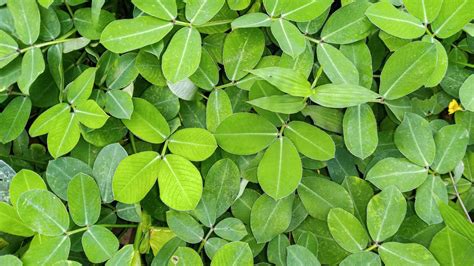 Groundnut Insects Pests And Their Management Wikifarmer