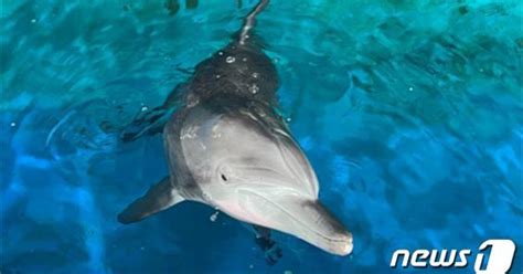 남방큰돌고래 비봉이 훈련모습13일부터 해양환경포털 통해 사진·동영상 공개