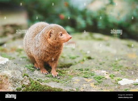 Dwarf Mongoose