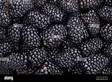 blackberry background forest berries texture full depth of field