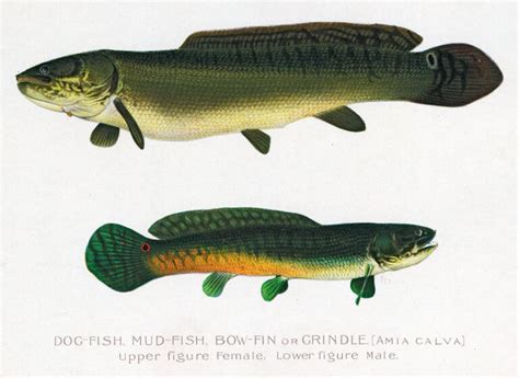 Bowfin Basics An Ancient Fish You Might Be Overlooking Fishing