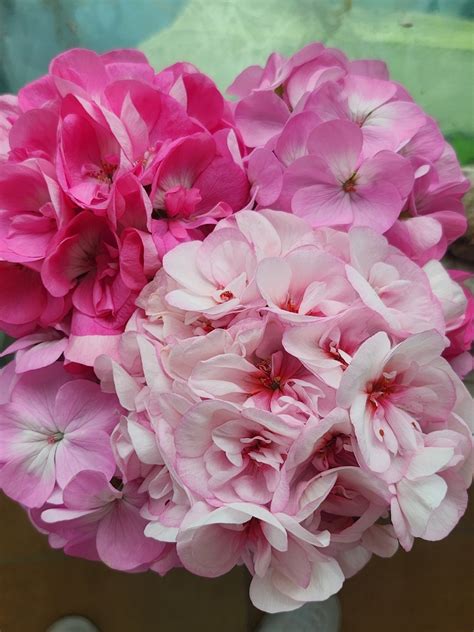 18 🌿 향기 제라늄을 활용한 천연 방향제 Diy 🌿 자연에서 얻은 향으로 내 공간을 가득 채워보세요 🍃