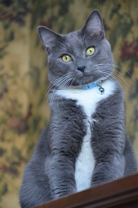 31 Best Grey Tuxedo Cats Images On Pinterest Kitty Cats Cute Kittens