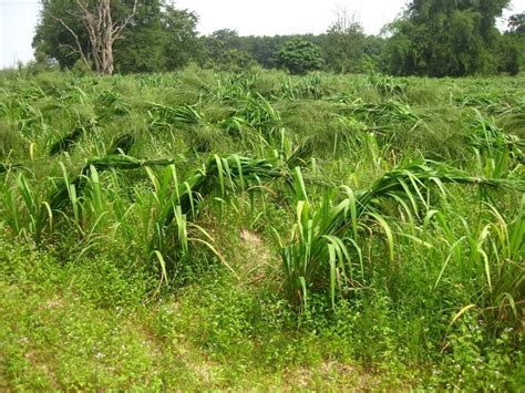 Natural Fodder Seeds Guinea Grassroyal Guinea Grass Seeds Packaging