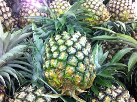 鳳梨 農業知識入口網