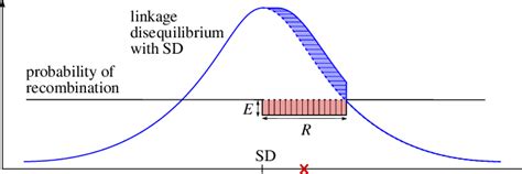 Schematic Representation Of Our Model For Loss Of Recombination On Sex Download Scientific