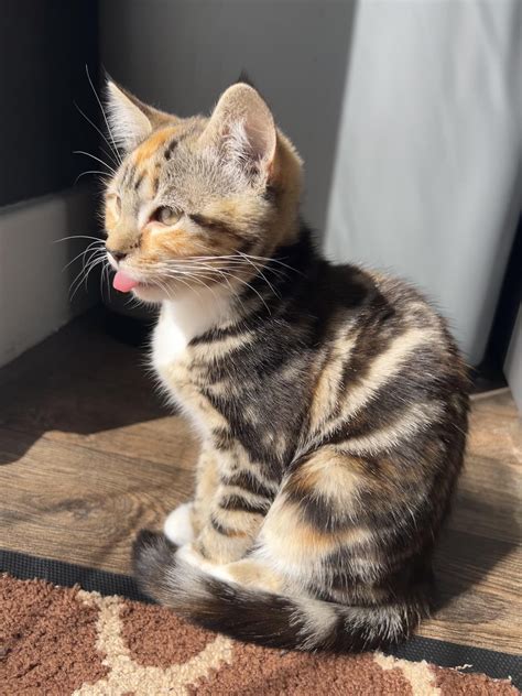 Does Meatloaf Actually Class As An Sic Rstandardissuecat