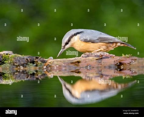 A European Nuthatch Foraging A Garden Pond In Mid Wales In Autumn Stock