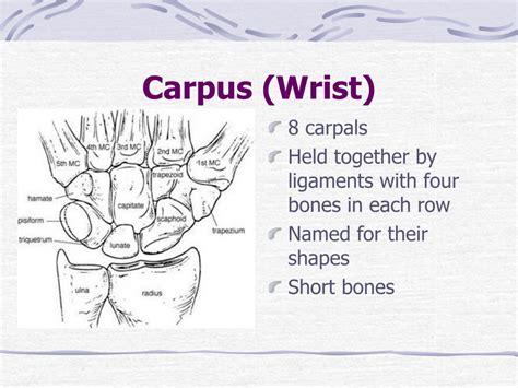 Ppt Upper Limb Anatomy And Disorders Powerpoint Presentation Free