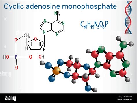 Cyclic Adenosine Monophosphate Camp Molecule It Is A Derivative Of Adenosine Triphosphate
