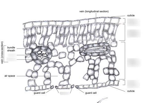 Leaf Cross Section Diagram Quizlet