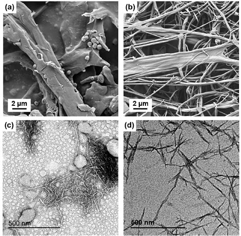SEM Images Of A DAC And B C DAC And TEM Images Of C DAC And D Download Scientific