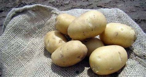 Картофель Жуковский. Описание сорта, фото, отзывы