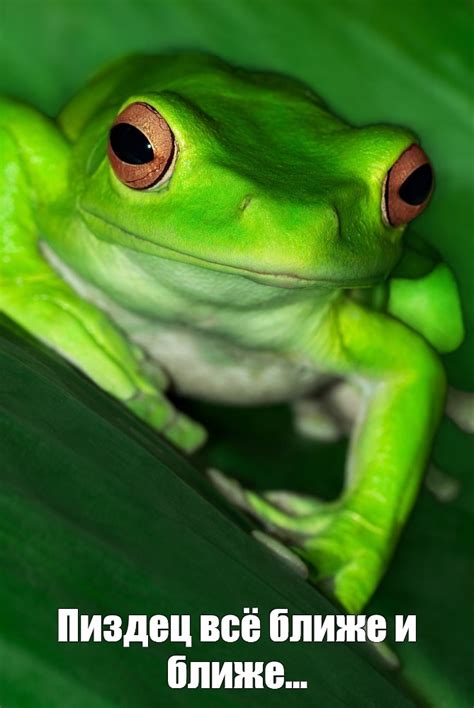 Создать мем Frog Green Tree Frog лягушка лягушка Картинки Meme