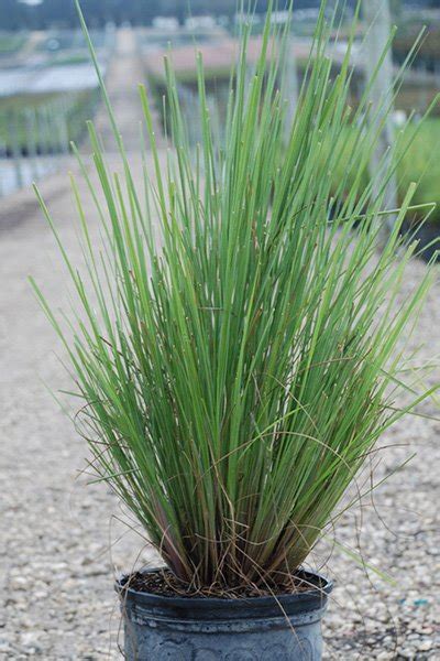 Dwarf Fakahatchee Grass Cherrylake