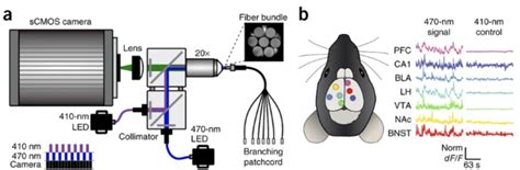 Fip Microscope For Simultaneous Multi Site Measurement Of Neuronal Circuit Dynamics Explore