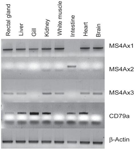 Reverse Transcriptase PCR Was Performed On RNA Isolated From The Download Scientific Diagram
