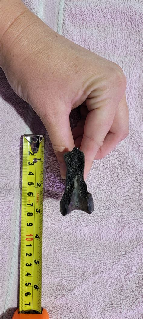 ID Please Fossil ID The Fossil Forum ID Please Fossil ID The Fossil Forum