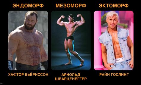 Эндоморф эктоморф мезоморф — на примере известных актеров Как влияет