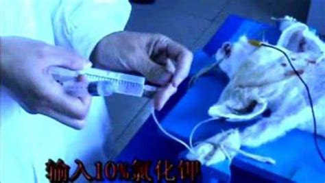 机能实验学高钾血症 腾讯视频